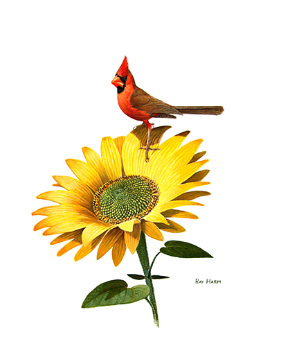 Cardinal on Sunflower Bloom